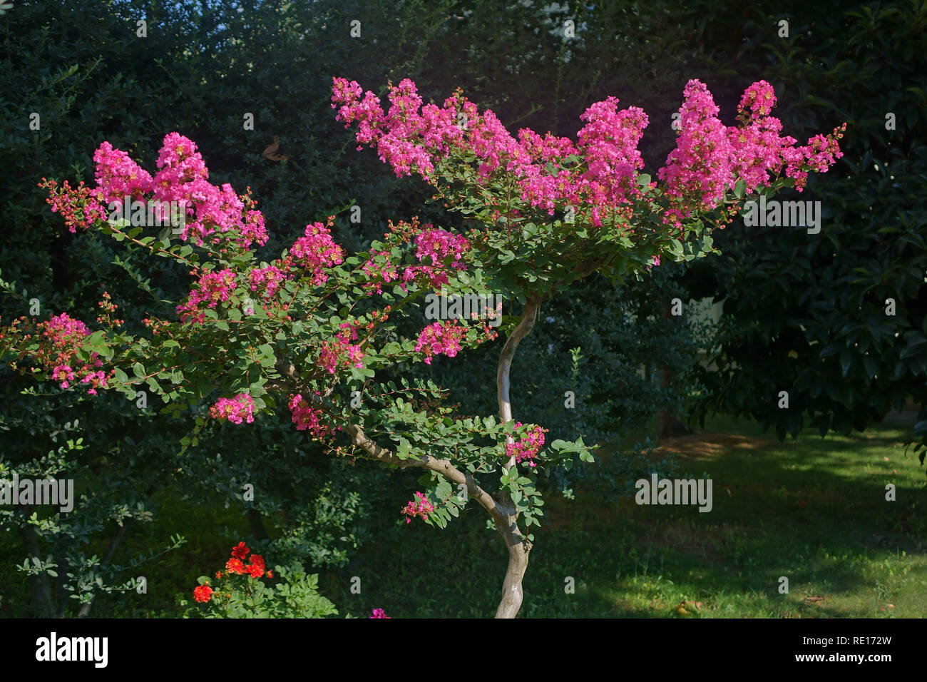 Lagerstroemia indica flowers bloom in the garden Stock Photo - Alamy