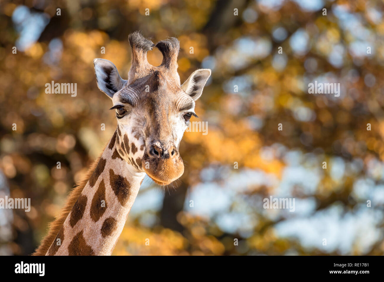 Portrait of a giraffe in sunlight, with autumn foliage bokeh background ...