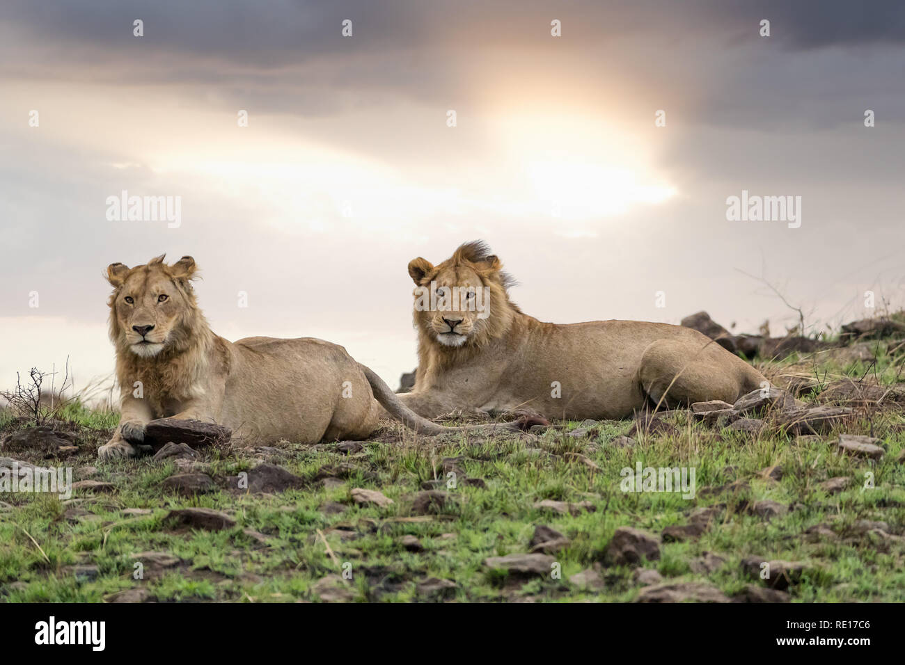 Male lion brothers hi-res stock photography and images - Alamy
