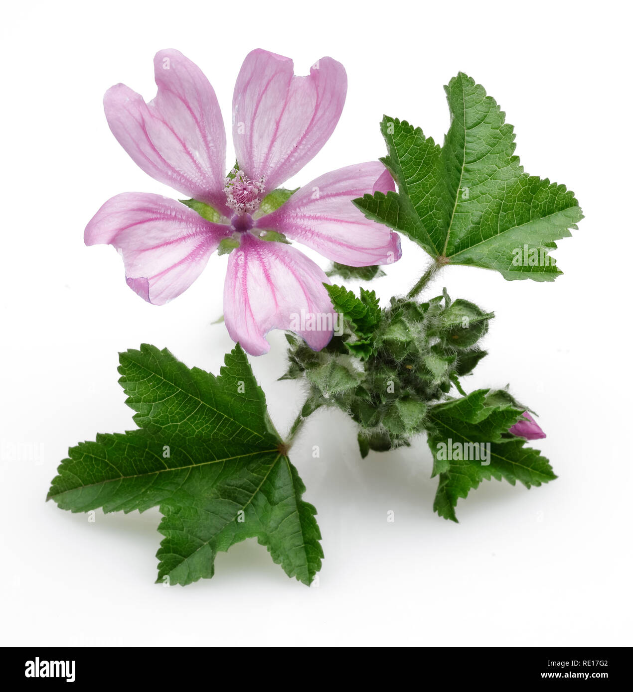 Mallow plant with flowers and leaves isolated on white background Stock ...