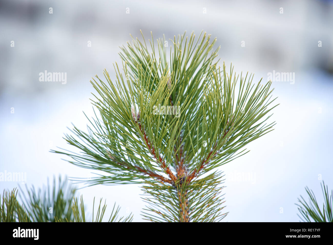 Simple bush in the snow Stock Photo - Alamy