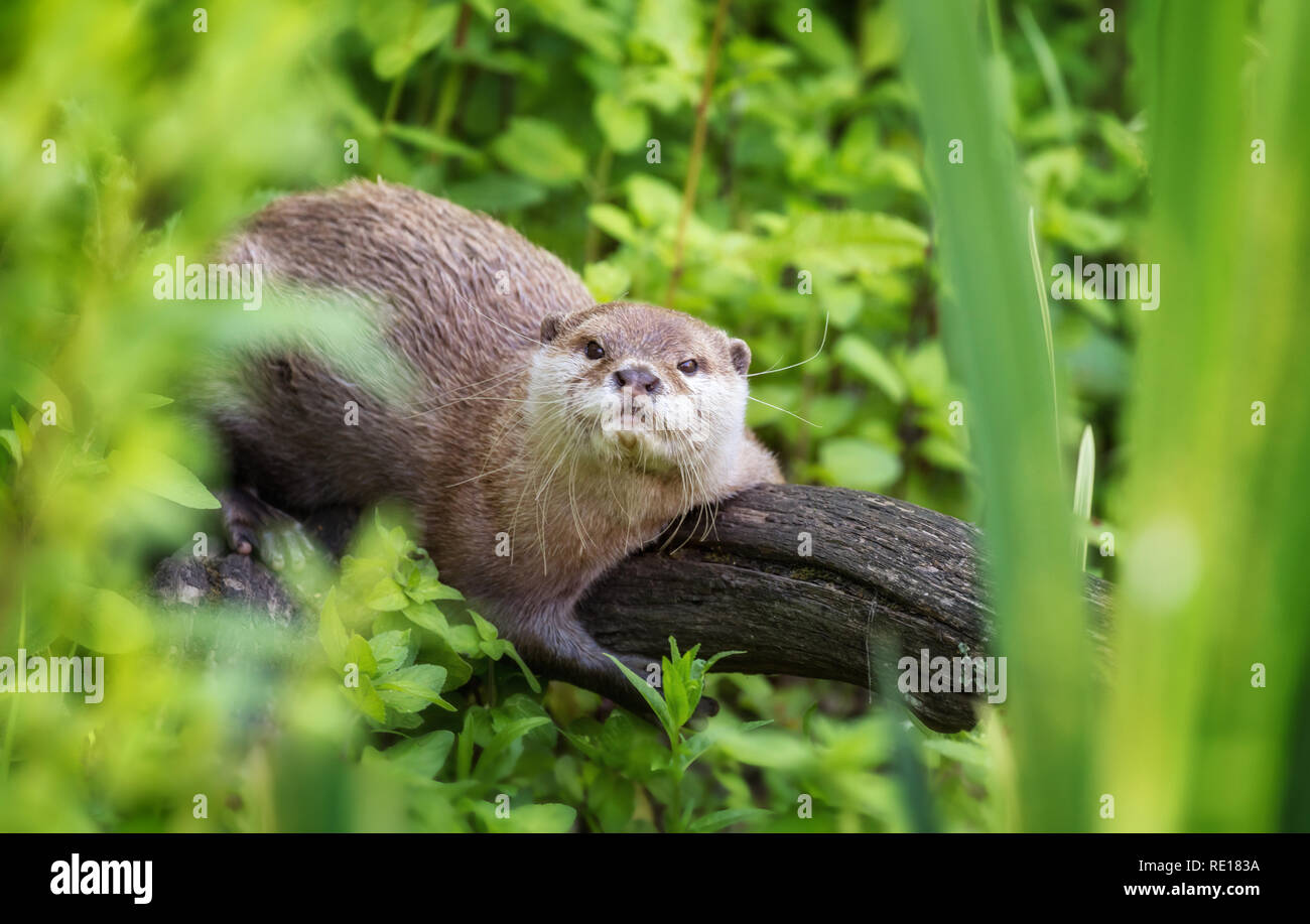 Smallest otter species hi-res stock photography and images - Alamy