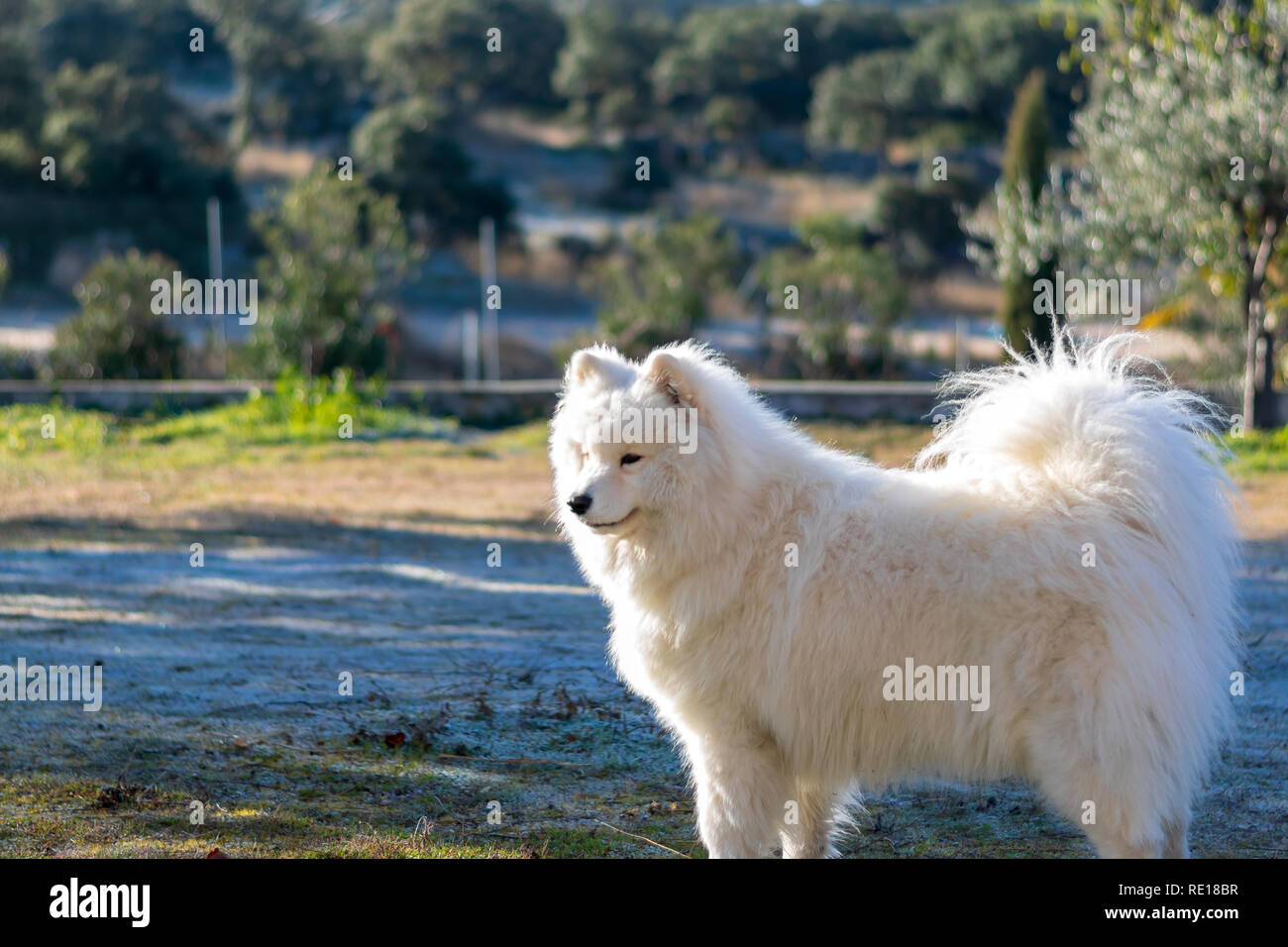 Young samoyed dog outdoors in a winter sunny morning. Portrait Stock ...