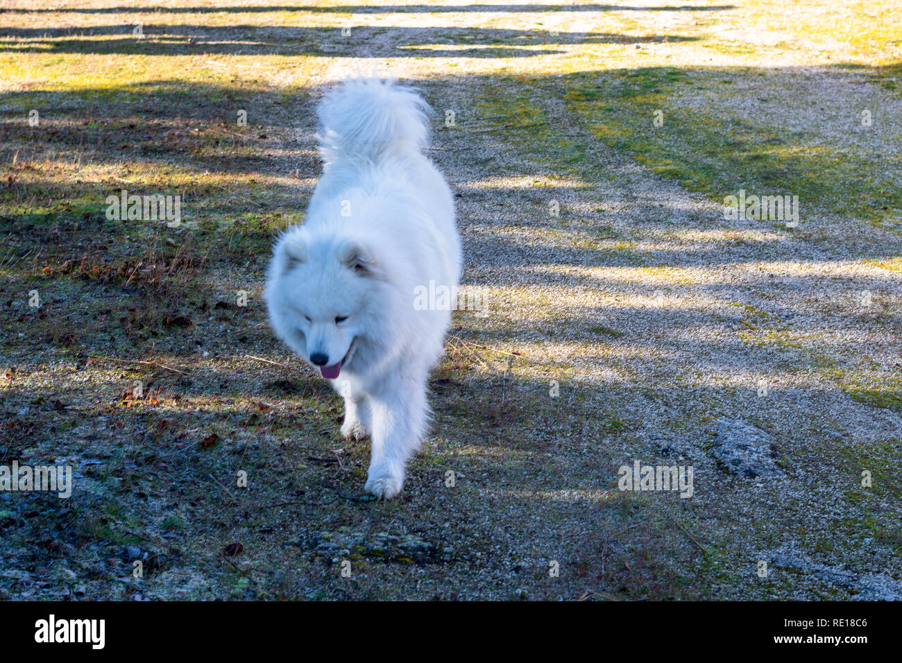 Young samoyed dog outdoors in a winter sunny morning. Portrait Stock ...