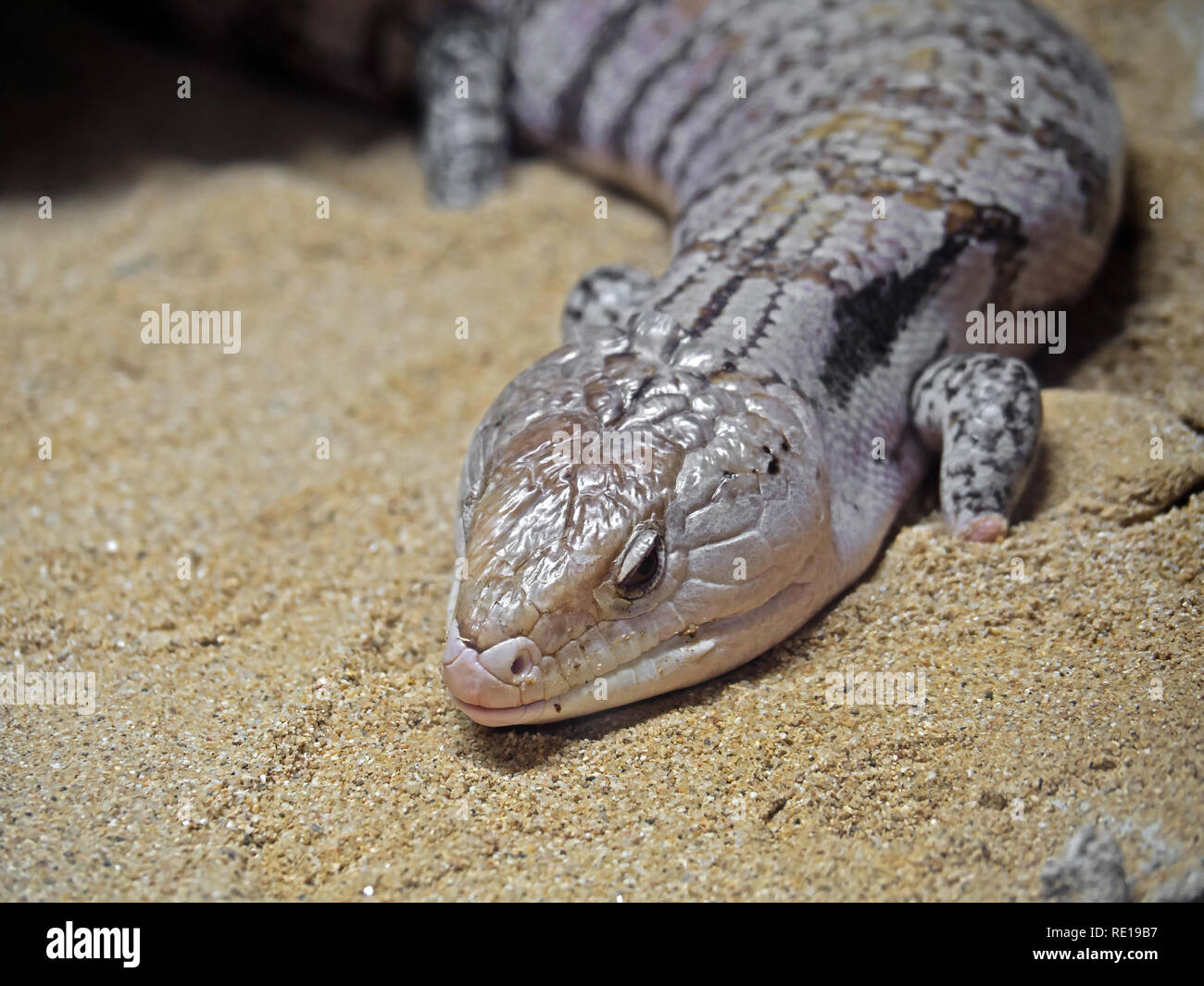 Closeup of Blue-Tongued Skink or Blue Tongue Lizard on Sand Stock Photo ...