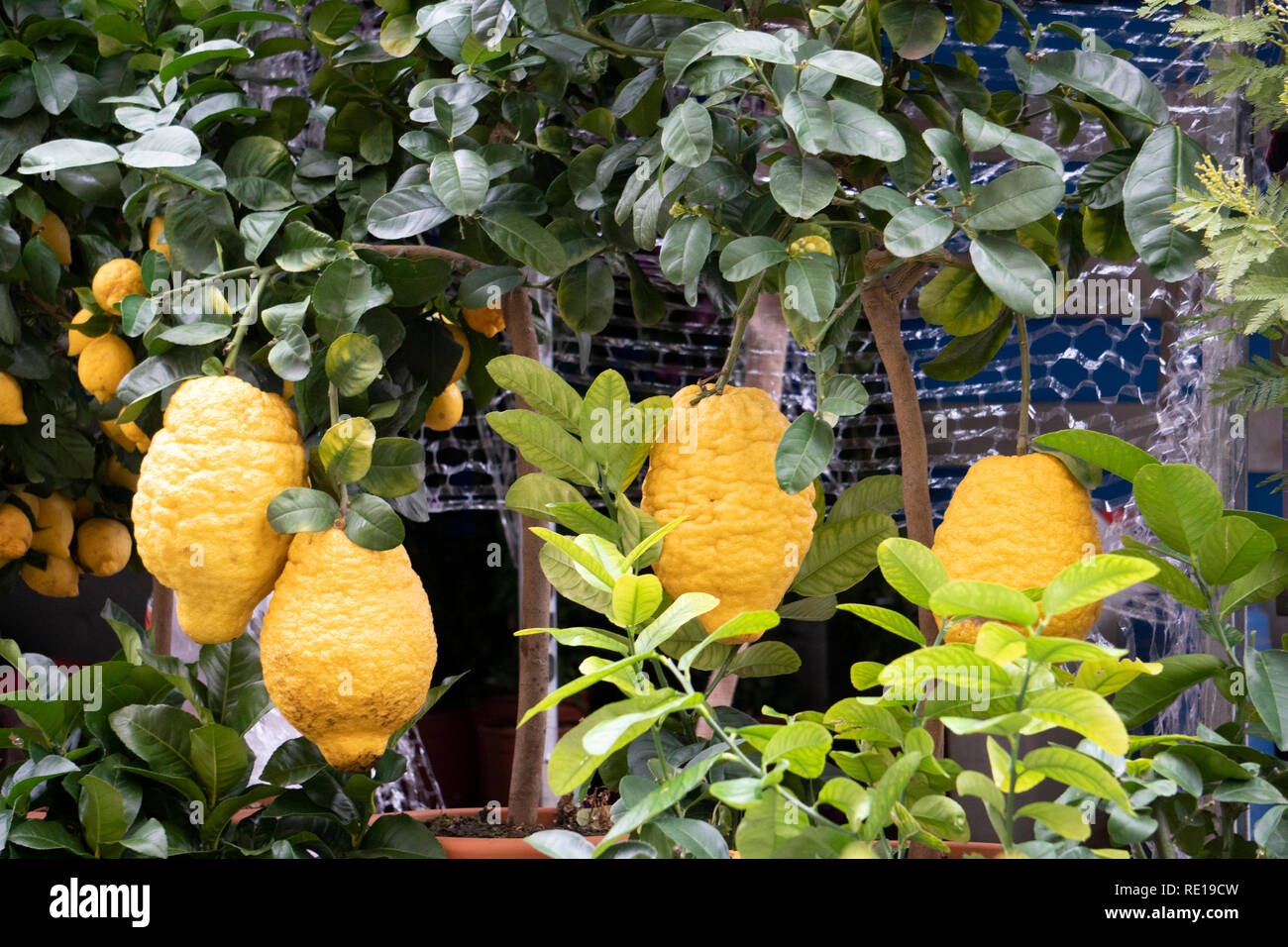 Cedar fruit hi-res stock photography and images - Alamy