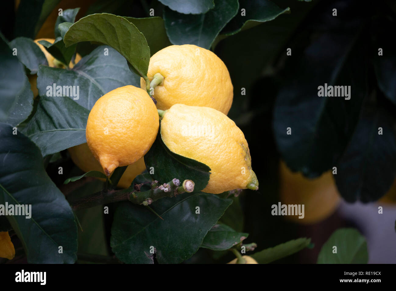Lemon Plant of Cinqueterre Liguria Monterosso Italy Stock Photo - Alamy