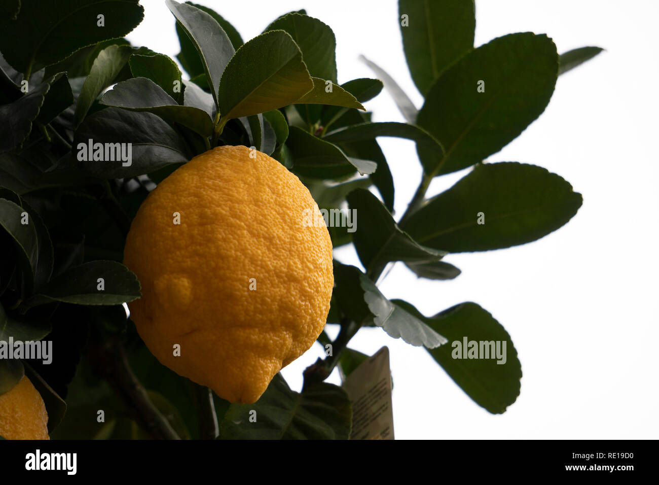 Lemon Plant of Cinqueterre Liguria Monterosso Italy Stock Photo - Alamy