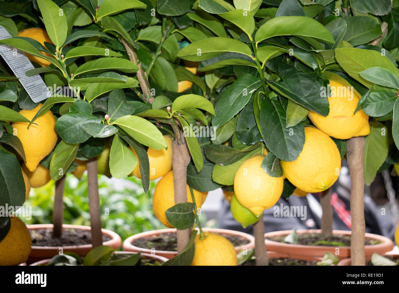 Lemon Plant of Cinqueterre Liguria Monterosso Italy Stock Photo - Alamy