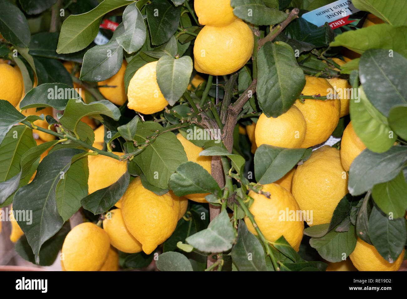 Lemon Plant of Cinqueterre Liguria Monterosso Italy Stock Photo - Alamy