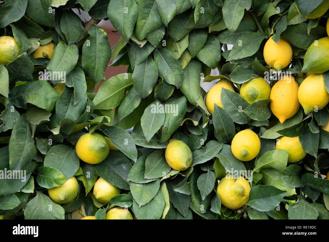 Lemon Plant of Cinqueterre Liguria Monterosso Italy Stock Photo - Alamy