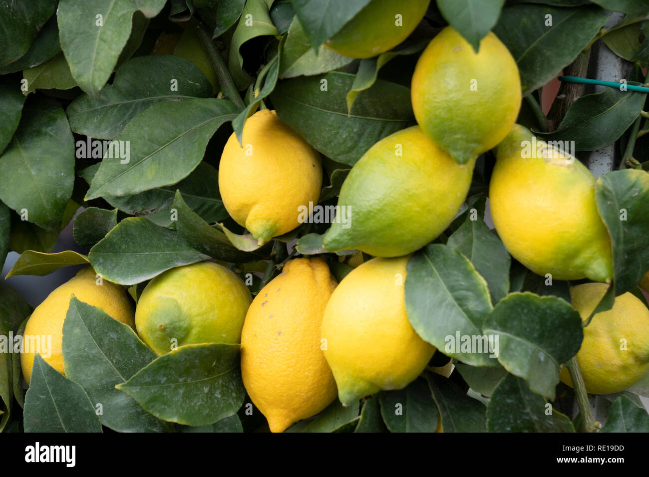 Lemon Plant of Cinqueterre Liguria Monterosso Italy Stock Photo - Alamy