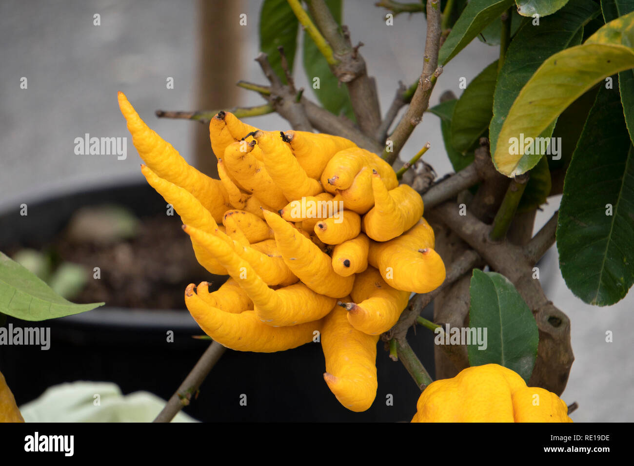 Buddhas hand fruit hi-res stock photography and images - Alamy