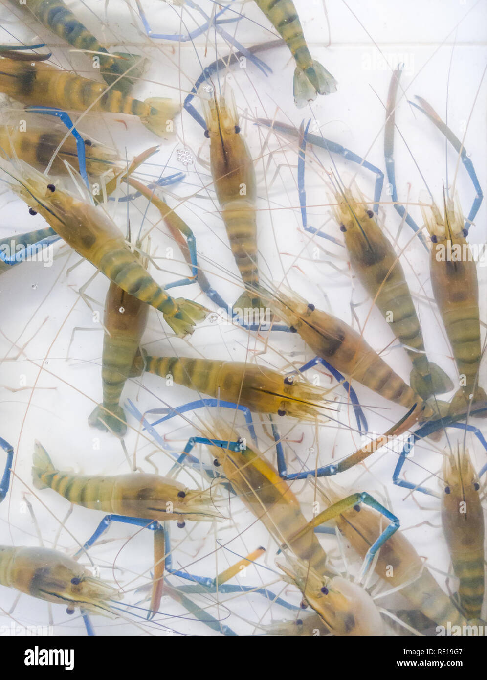 Fresh river prawn (macrobrachium rosenbergii) in the cement pond of the ...