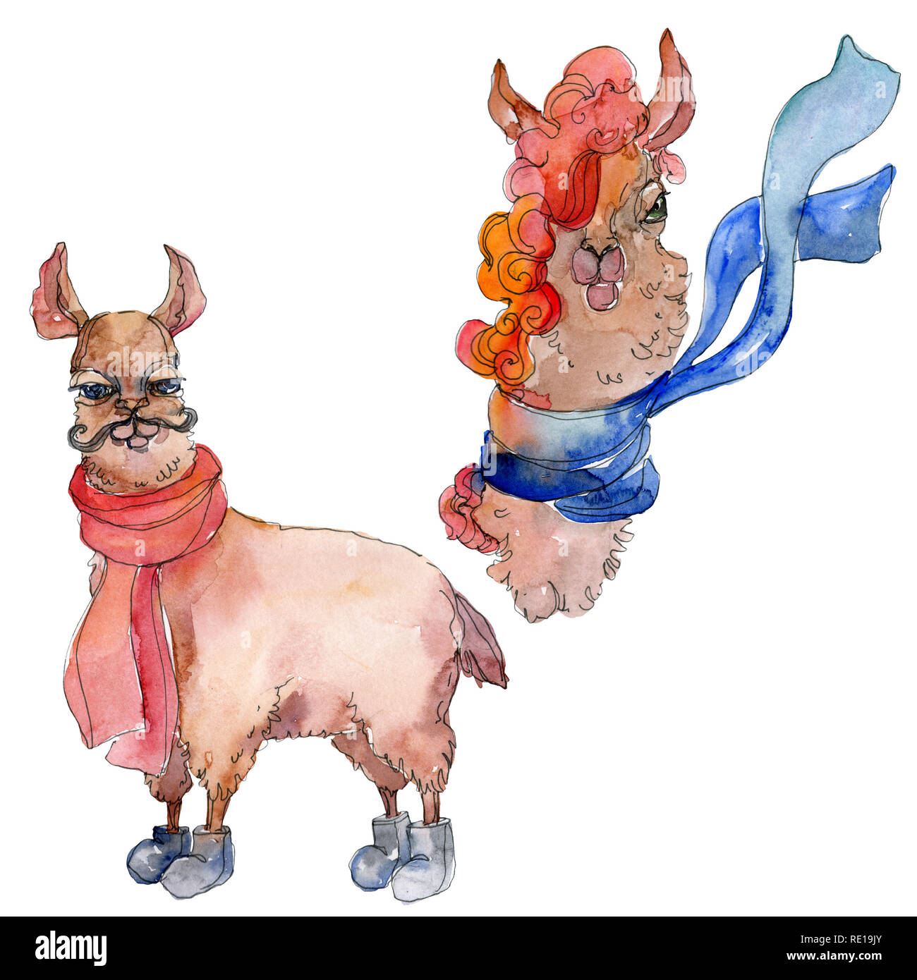 Cartoon character lama animal in a watercolor style. Watercolor ...
