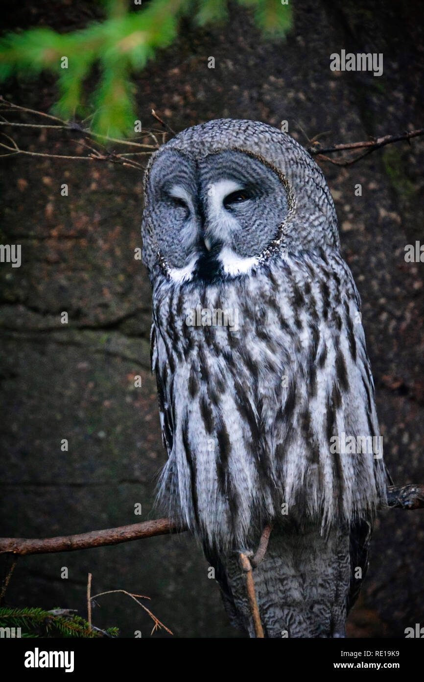 Lapland owls hi-res stock photography and images - Alamy