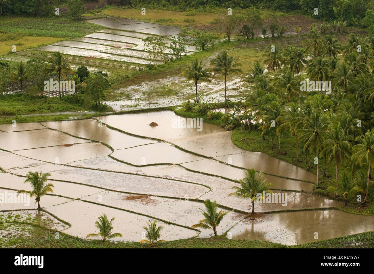 Rice fields close to the Chocolate Hills. Bohol Central Visayas ...