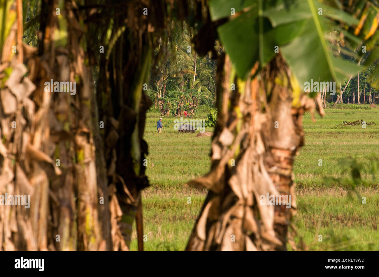 Filipino farmer hi-res stock photography and images - Alamy