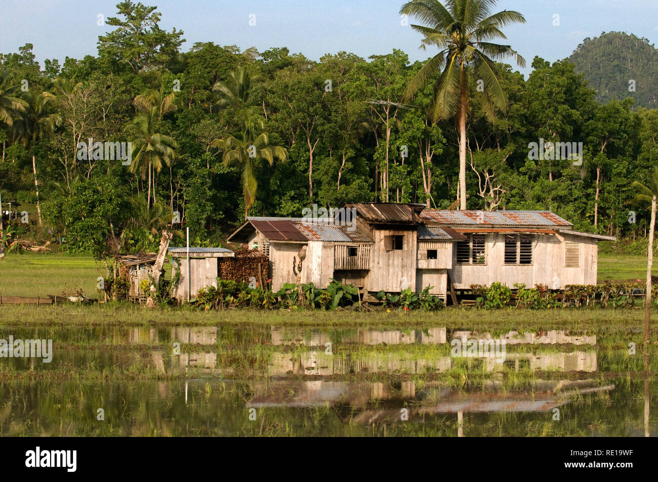 Rice fields close to the Chocolate Hills. Bohol Central Visayas ...