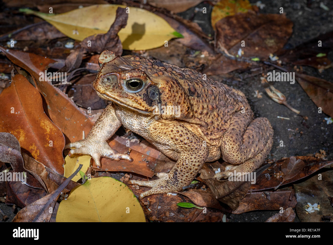 Cane toad in tropical rain forest, Queensland, Australia Stock Photo ...