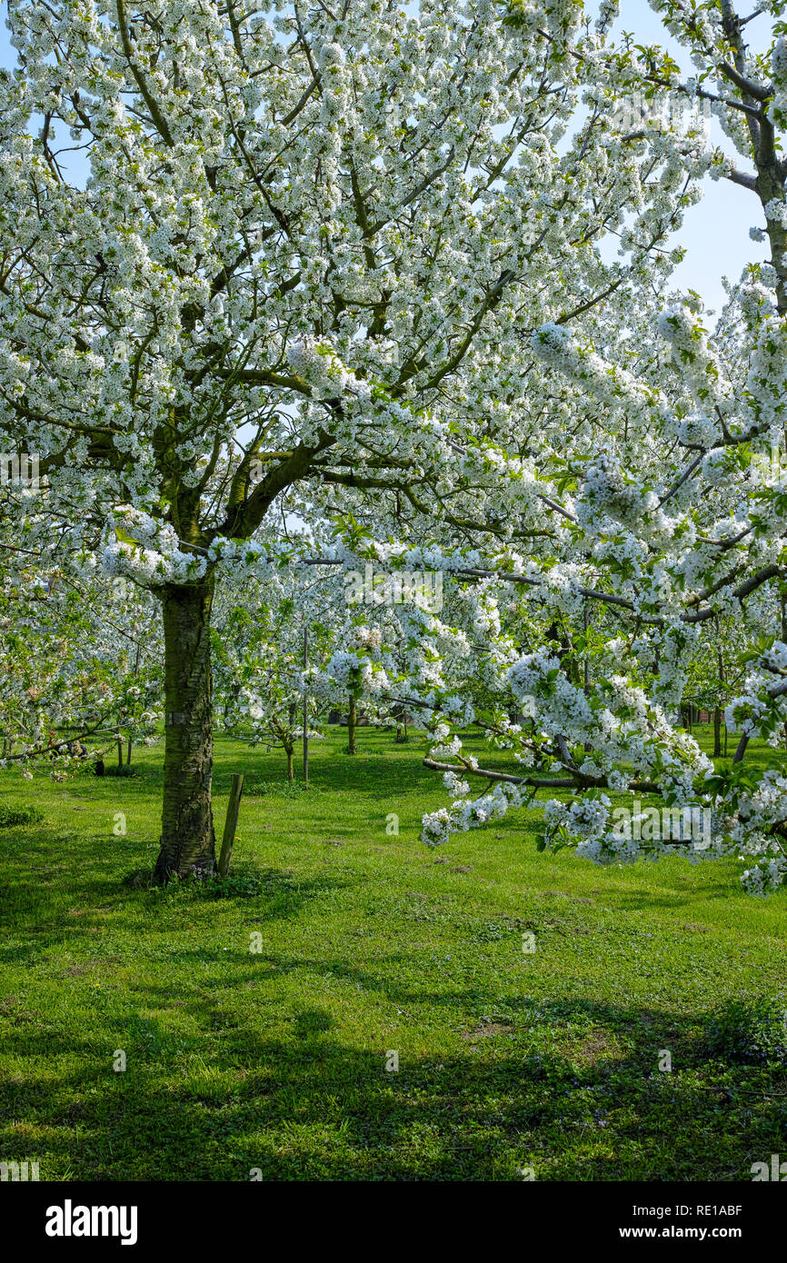 Field dandelions in france hi-res stock photography and images - Alamy