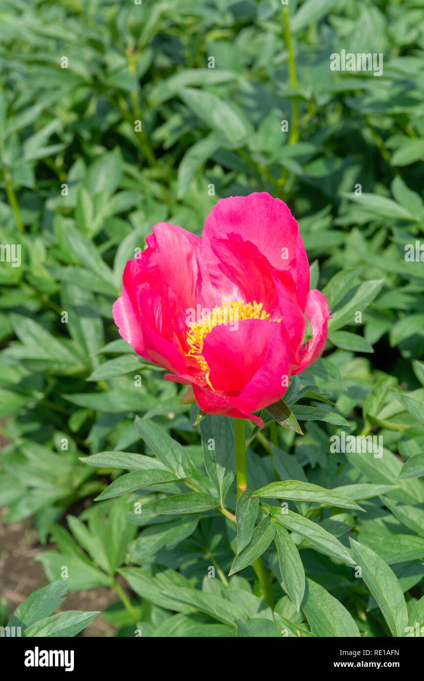 Colorful field with seasonal blossom of big pink peony roses flowers ...