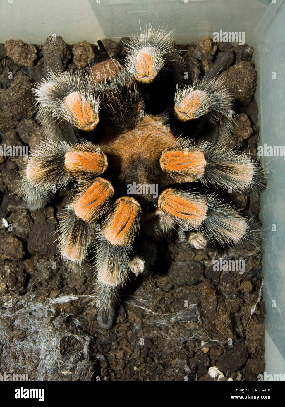 Fear of dying hi-res stock photography and images - Alamy