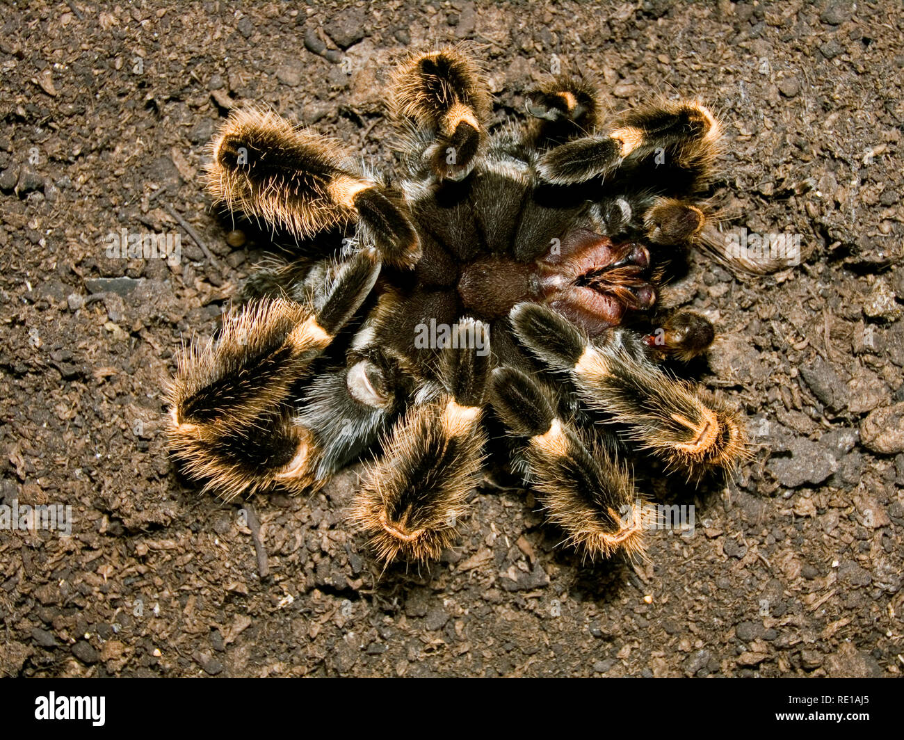 Dead predator hi-res stock photography and images - Alamy