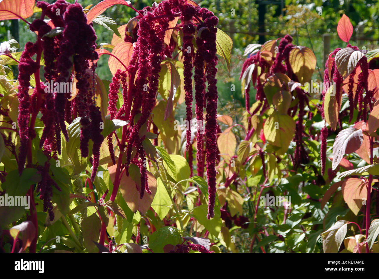 Foxtail amaranthus hi-res stock photography and images - Alamy