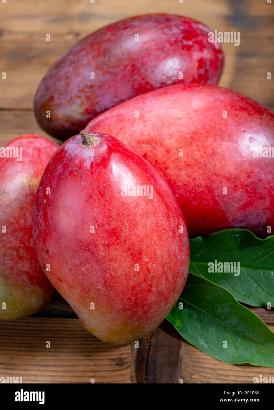 National fruit of India, Pakistan, and Philippines tropical organic ...