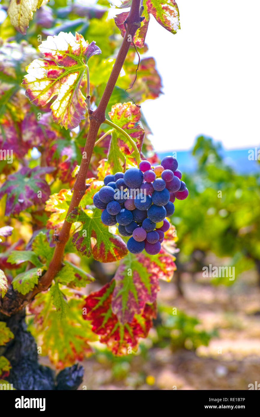 French red and rose wine grapes plant, growing on ochre mineral soil ...