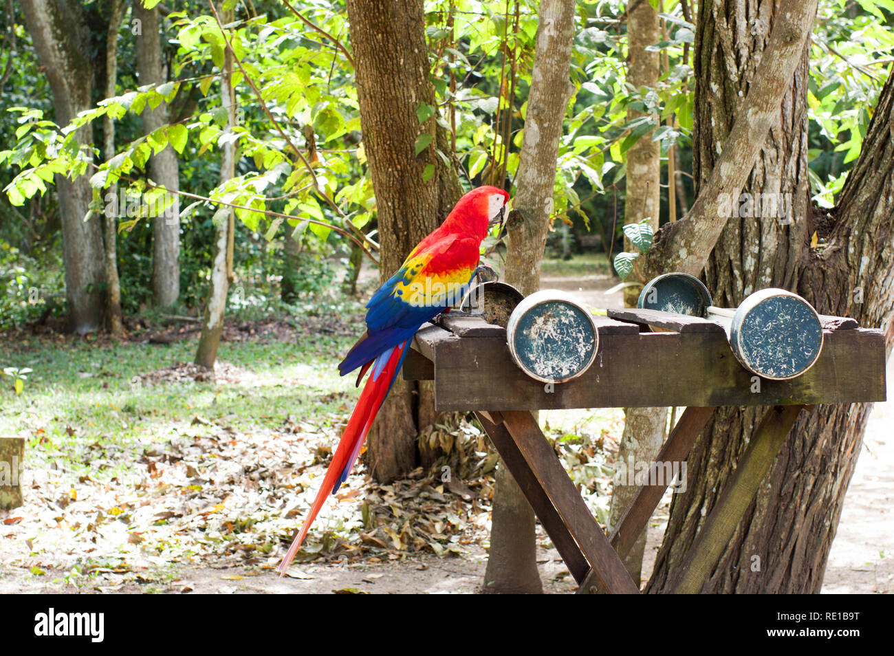 Colorful parrot sitting with nature in background Stock Photo - Alamy