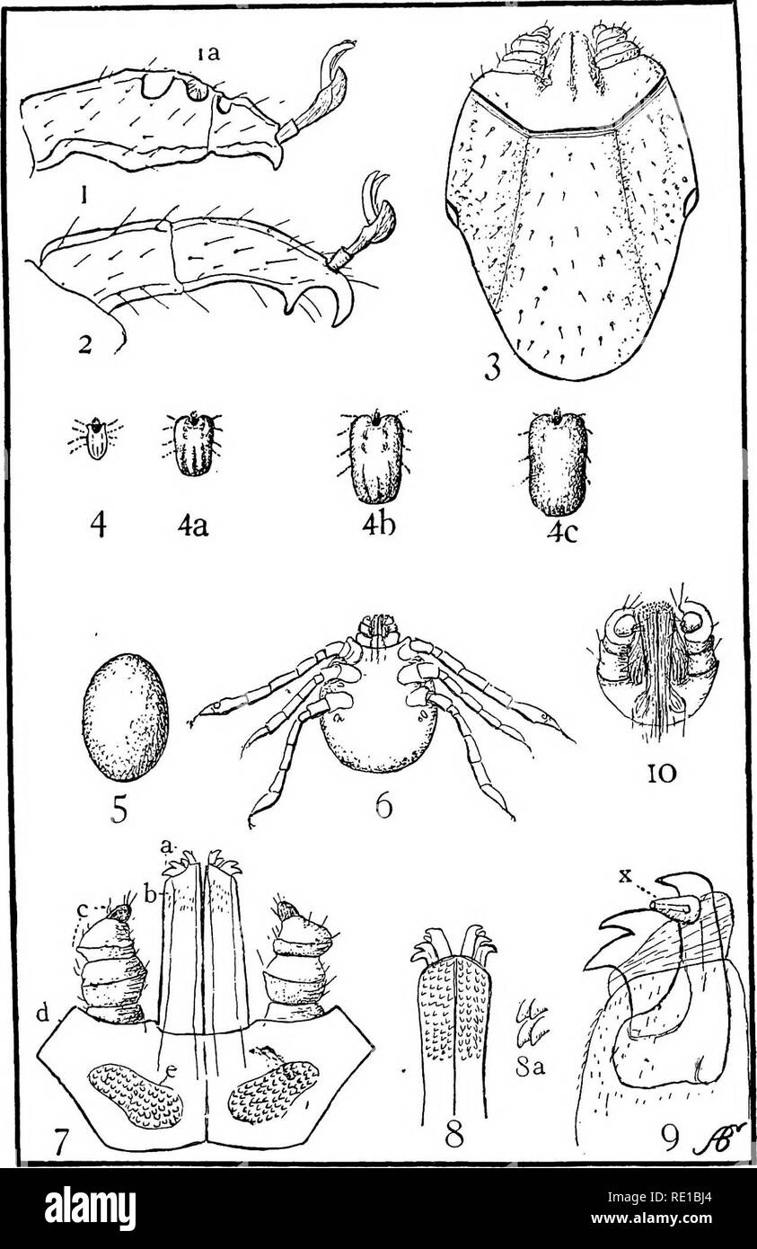 . Parasites and parasitosis of the domestic animals : the zoo?logy and ...