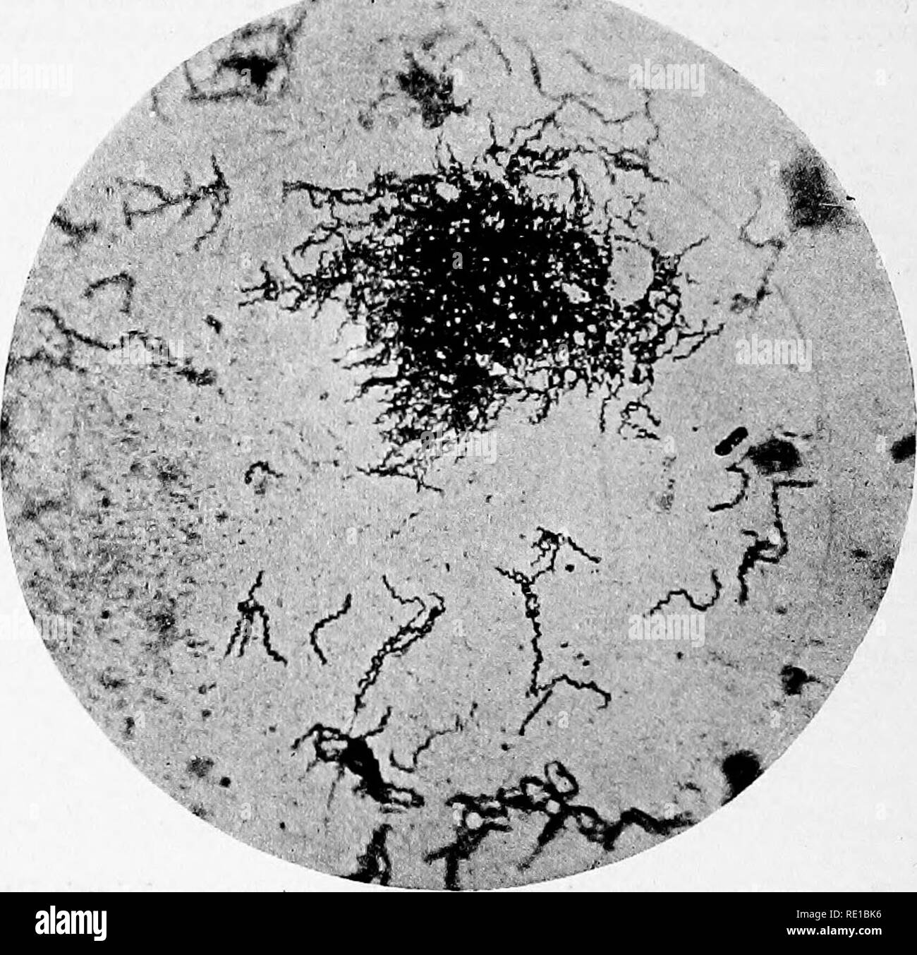 Aqueous bacteria hi-res stock photography and images - Alamy