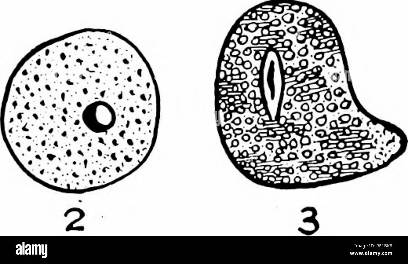 . Parasites and parasitosis of the domestic animals : the zoo?logy and ...