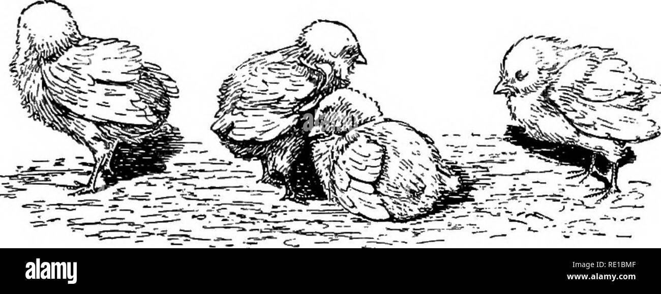 . Poultry diseases, causes, symptoms and treatment, with notes on post ...