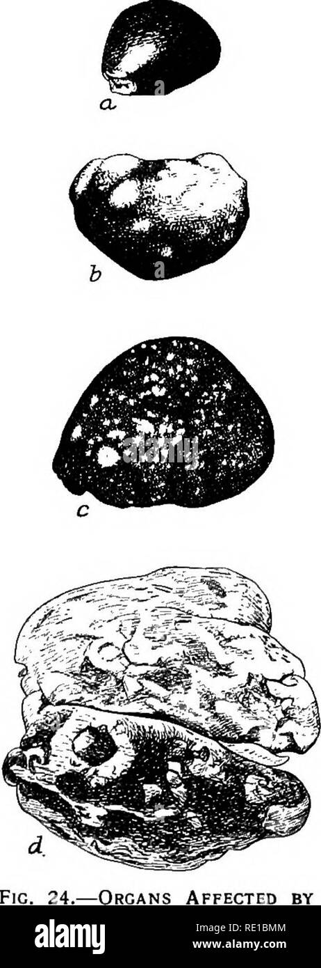 . Poultry diseases, causes, symptoms and treatment, with notes on post ...