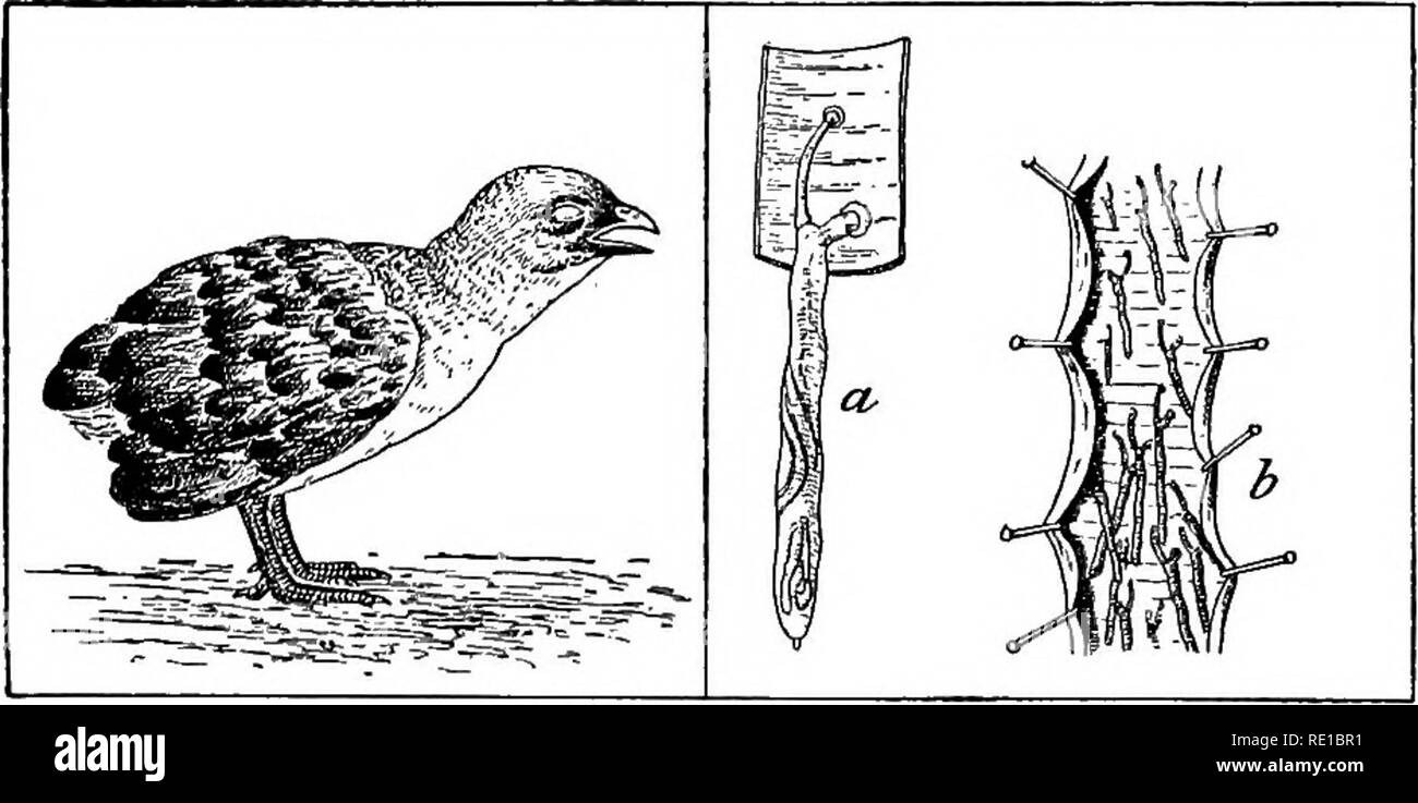 . Poultry diseases, causes, symptoms and treatment, with notes on post ...