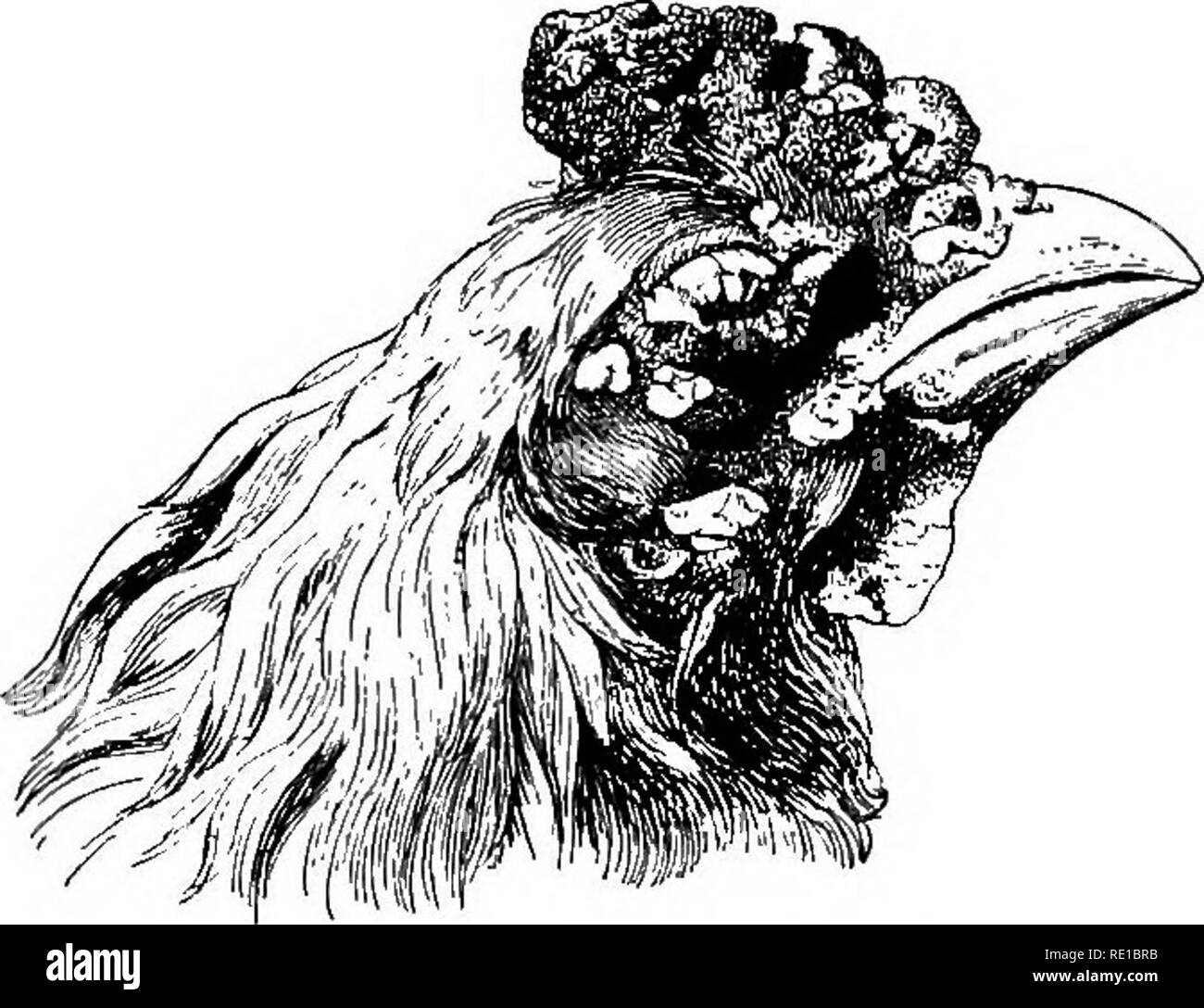 . Poultry diseases, causes, symptoms and treatment, with notes on post ...