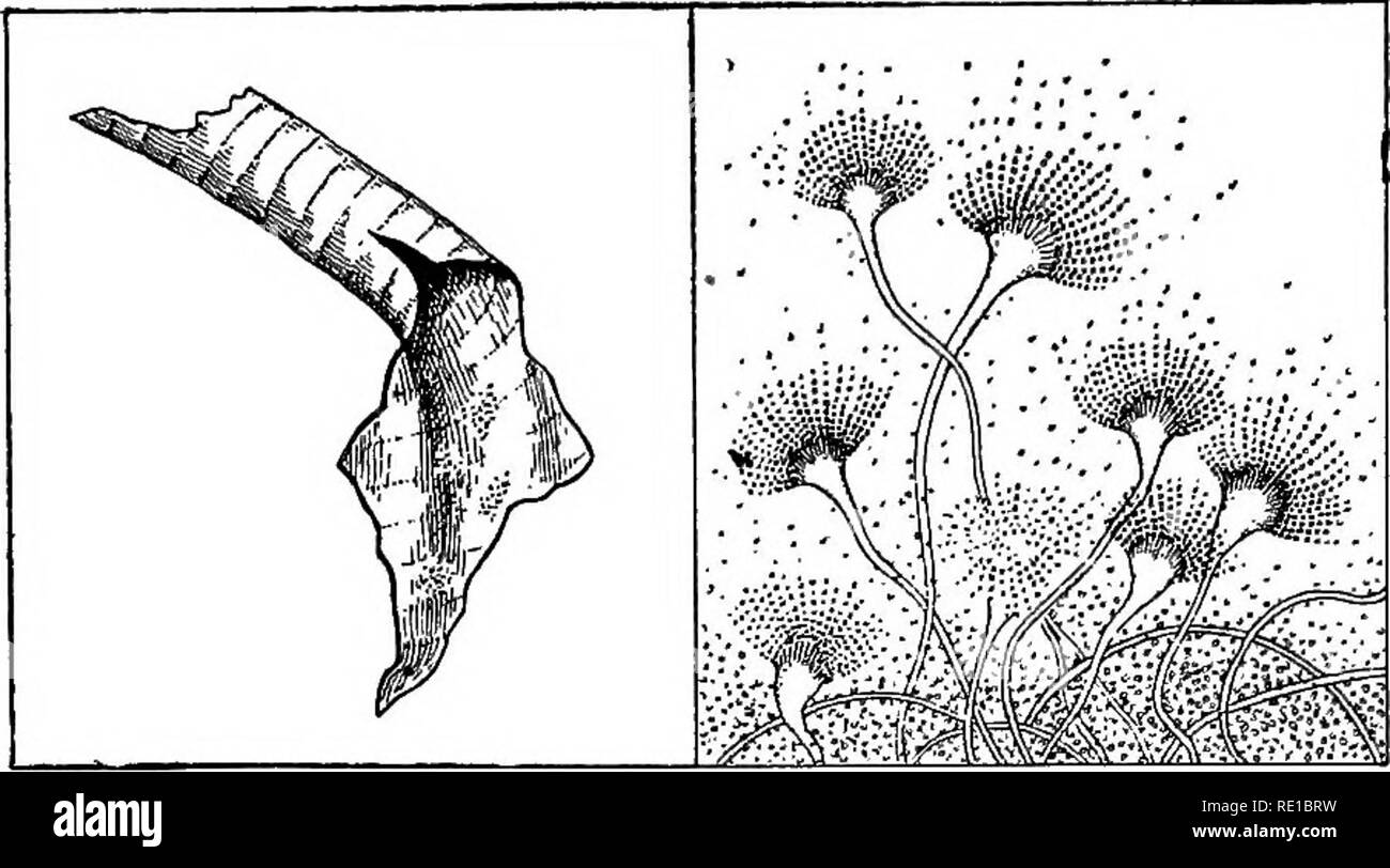 . Poultry diseases, causes, symptoms and treatment, with notes on post ...