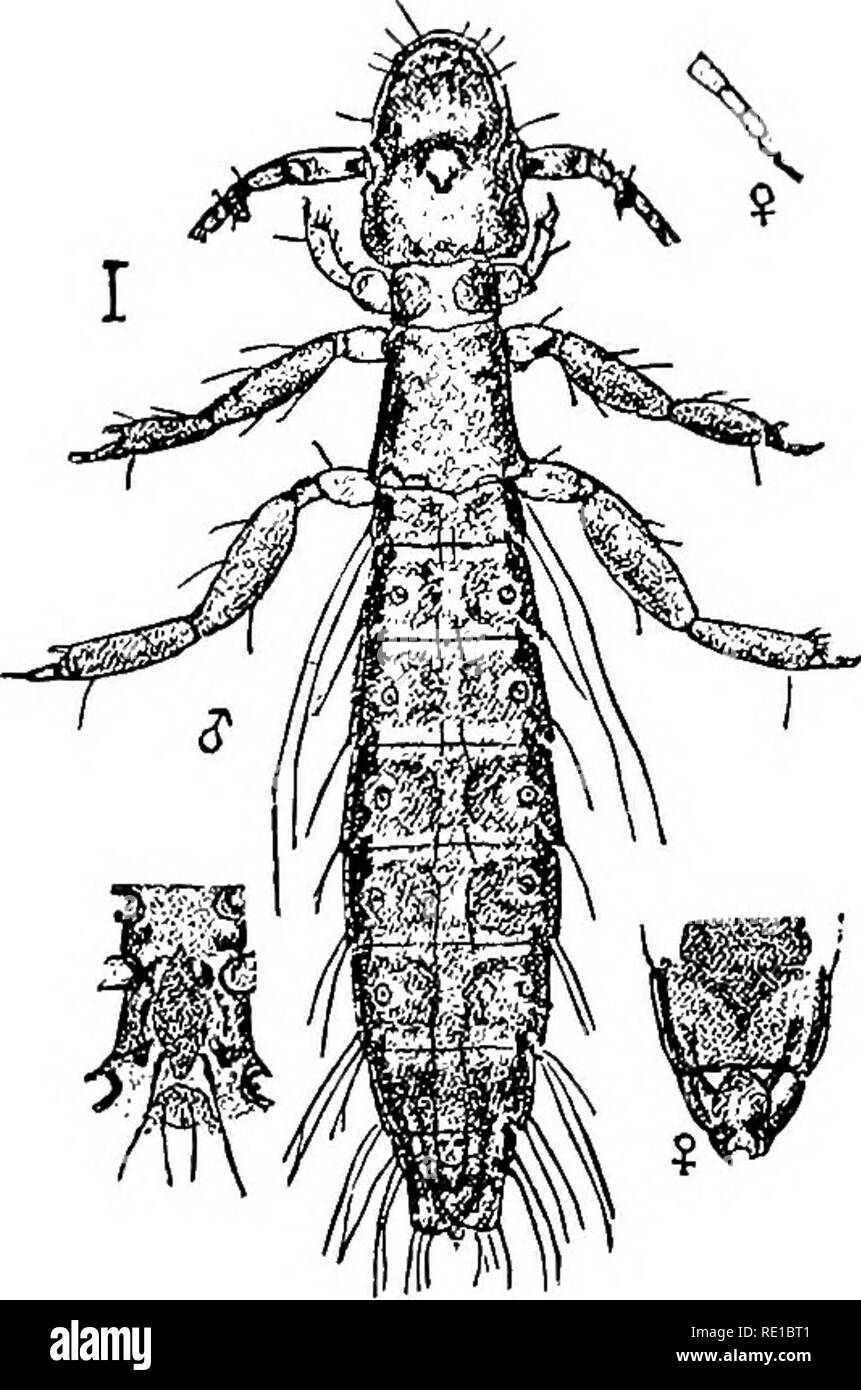 . Parasites and parasitosis of the domestic animals : the zoo?logy and ...