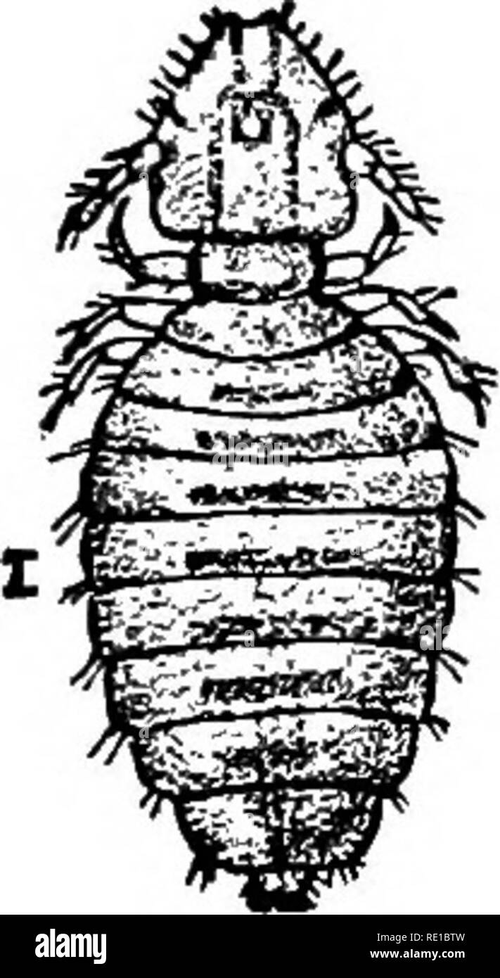 . Parasites and parasitosis of the domestic animals : the zoo?logy and ...