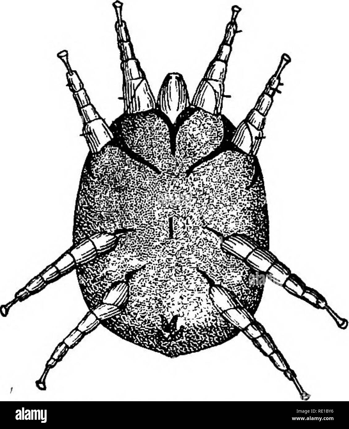 Internal mite hi-res stock photography and images - Alamy