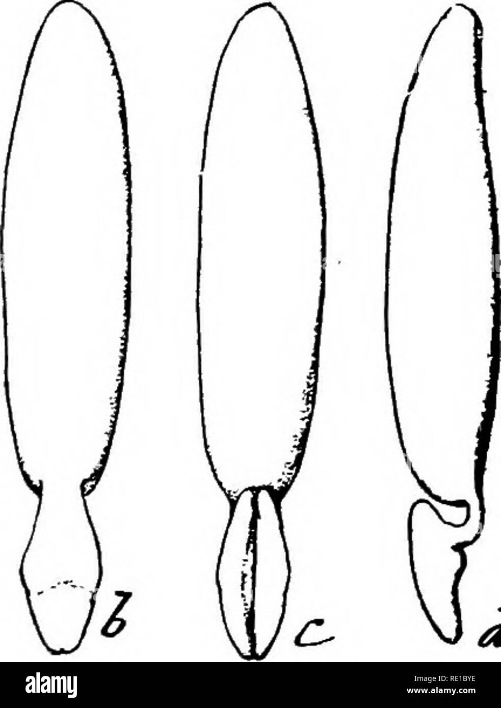 . Parasites and parasitosis of the domestic animals : the zoo?logy and ...