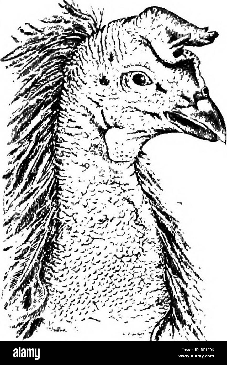 Tinea favosa hi-res stock photography and images - Alamy