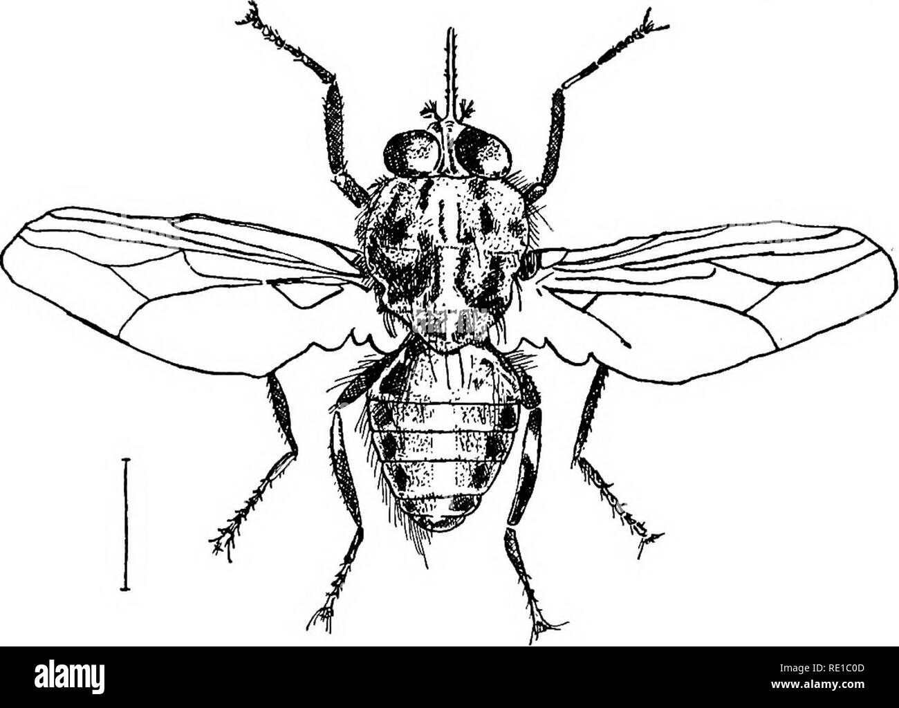 Tsetse Flies High Resolution Stock Photography and Images - Alamy