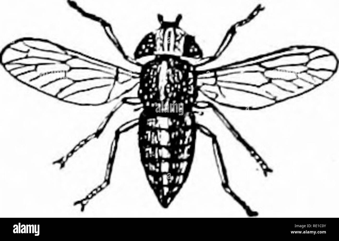 . Parasites and parasitosis of the domestic animals : the zoo?logy and ...