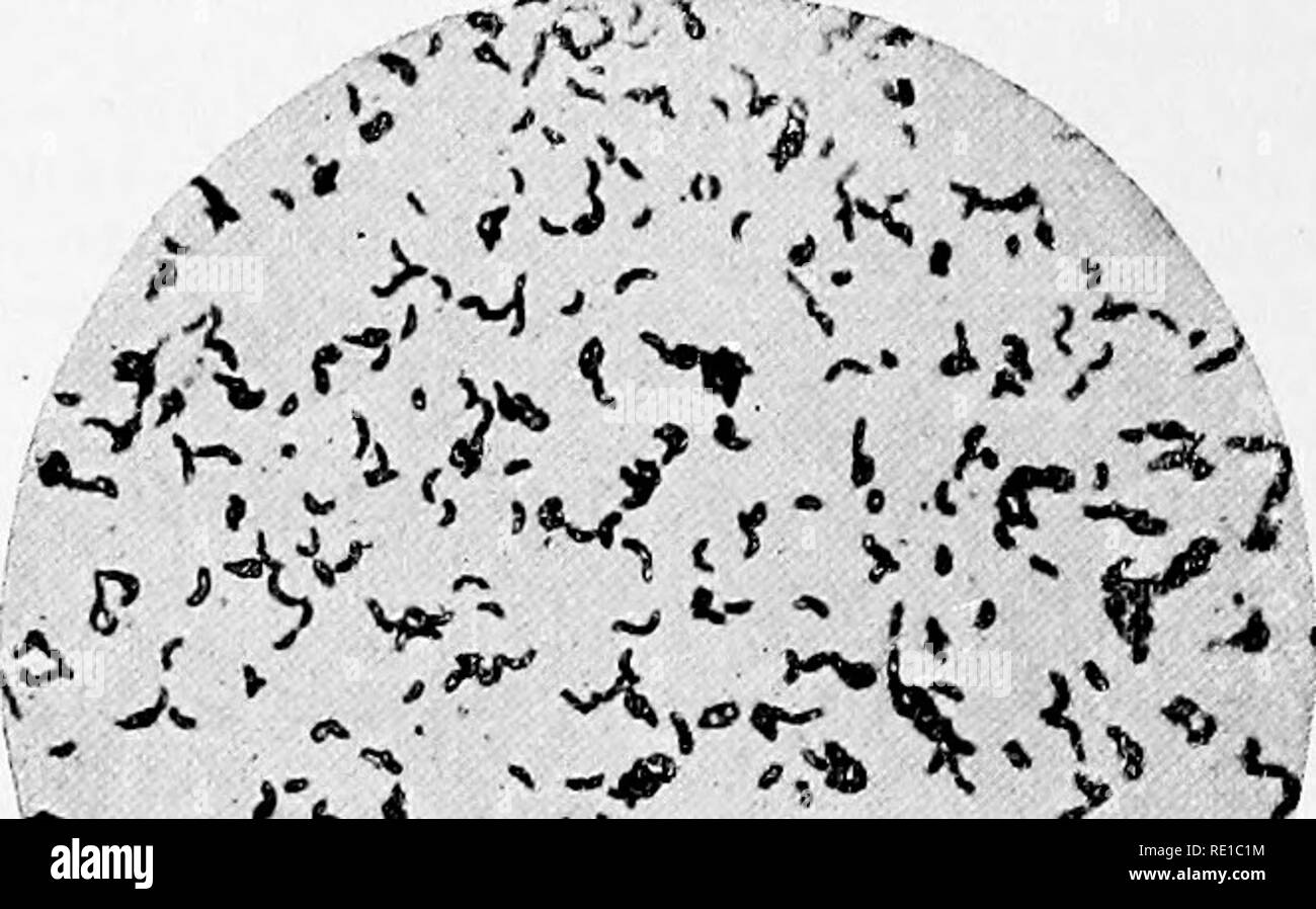 Spirillum bacteria Black and White Stock Photos & Images - Alamy