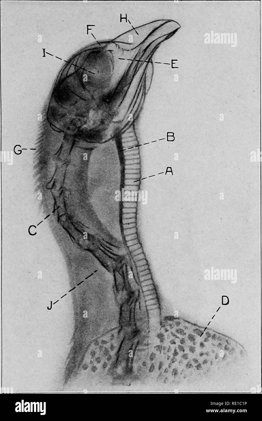 Chicken frontal Black and White Stock Photos & Images - Alamy