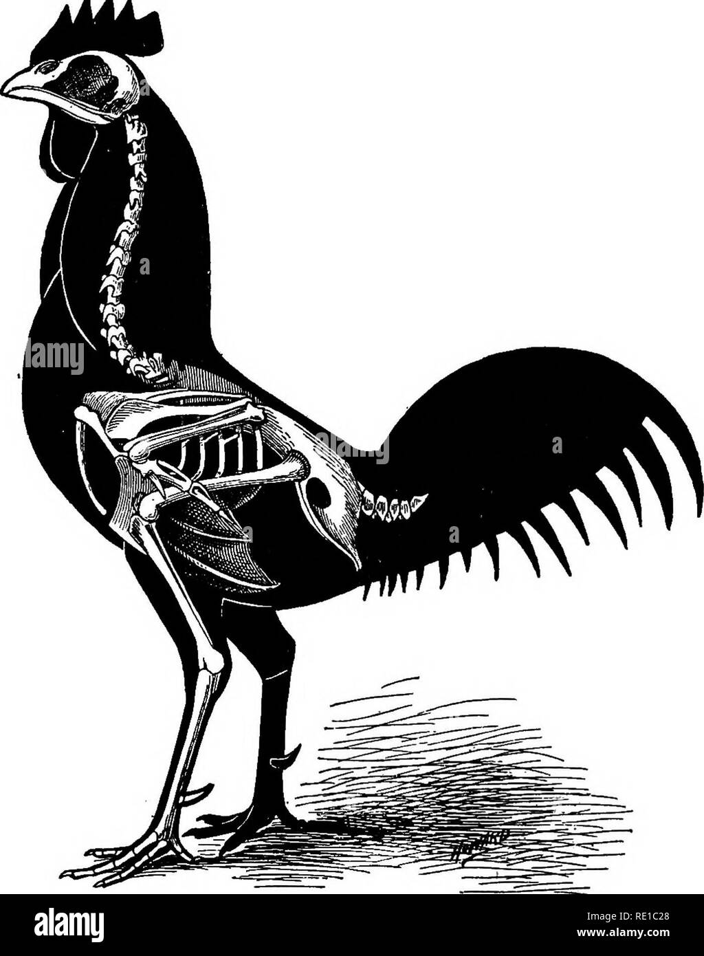 Poultry position Black and White Stock Photos & Images - Alamy